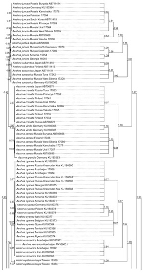 Molecular Phylogeny of Holarctic Aeshnidae with a Focus on the West Palaearctic and Some Remarks ...