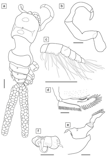 Integrative Morphological and Genetic Characterisation of the Fish ...