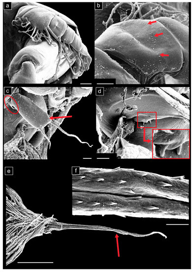 Integrative Morphological and Genetic Characterisation of the Fish ...