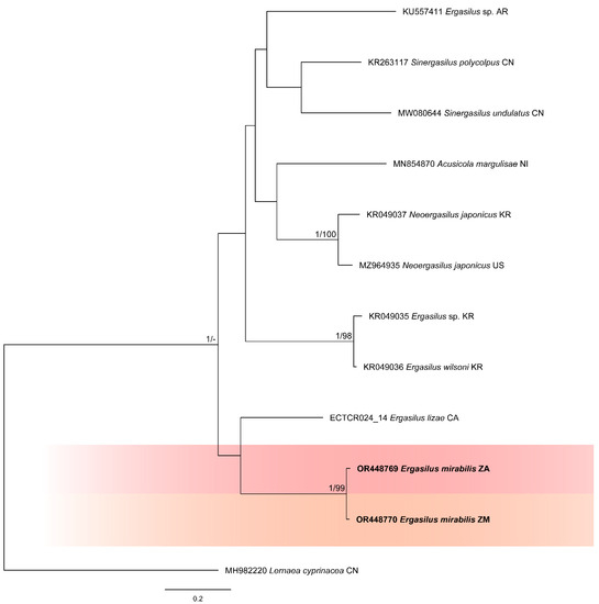 Integrative Morphological and Genetic Characterisation of the Fish ...