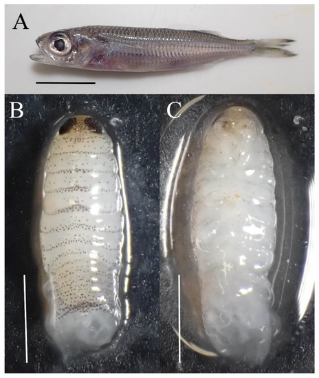 Morphological and Molecular Study of the Fish Parasitic Crustaceans Cymothoa indica and Mothocya ...
