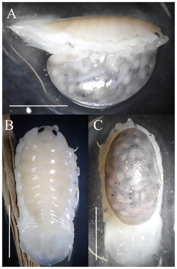 Morphological and Molecular Study of the Fish Parasitic Crustaceans ...