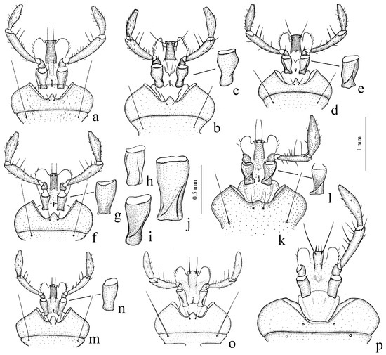 Classification of the Genus Harpalus (Coleoptera, Carabidae) of the ...