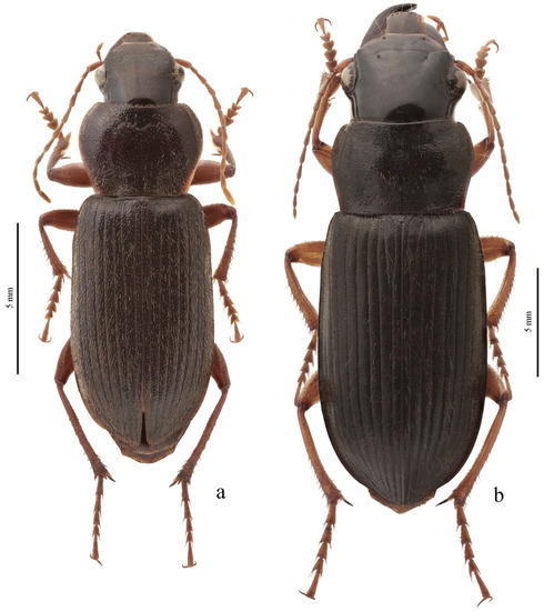 Diversity | Free Full-Text | Classification of the Genus Harpalus ...
