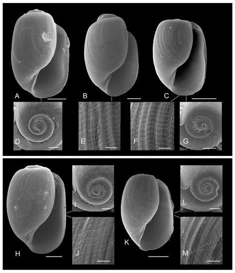 Integrative Analysis of Retusa pertenuis (Heterobranchia: Cephalaspidea ...