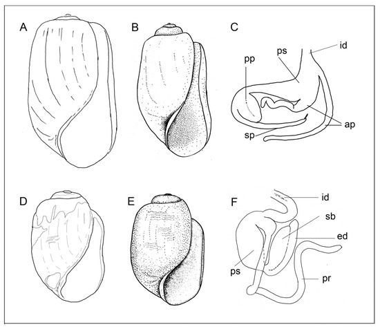 Integrative Analysis of Retusa pertenuis (Heterobranchia: Cephalaspidea ...