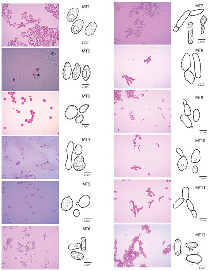 Phenotypic and Molecular Characterization of Yeast Diversity Associated ...