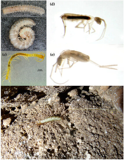There and Back Again—The Igatu Hotspot Siliciclastic Caves: Expanding ...