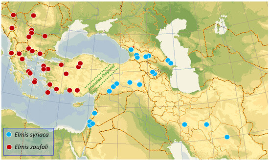 Elmis syriaca (Kuwert, 1890) and E. zoufali (Reitter, 1910) (Coleoptera ...