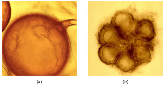 Diversity | Free Full-Text | The Diversity of Arbuscular Mycorrhizal ...