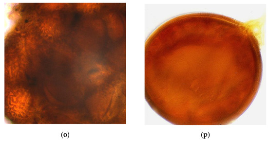 The Diversity of Arbuscular Mycorrhizal Fungi and Their Associations in ...