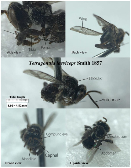 Distribution and Characteristics of Two Species of Stingless Bee Hives ...