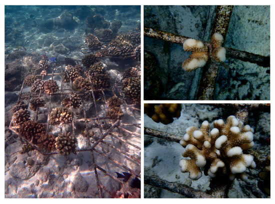 Diversity | Free Full-Text | Active Coral Restoration to Preserve the ...