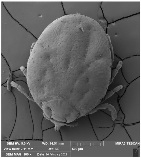 A Review of Ixodid Ticks (Acari: Ixodidae) Associated with Lacerta spp ...