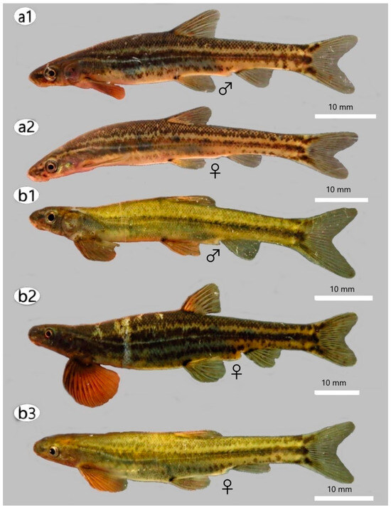 Two New Shellear Species (Gonorhynchiformes: Kneriidae), from the ...