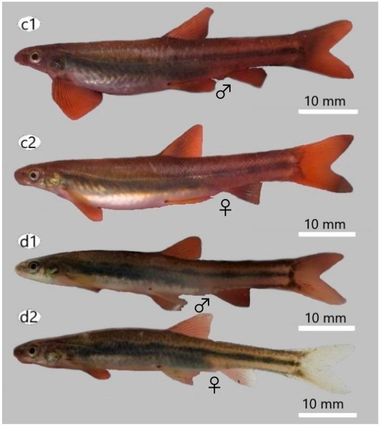Two New Shellear Species (Gonorhynchiformes: Kneriidae), from the ...