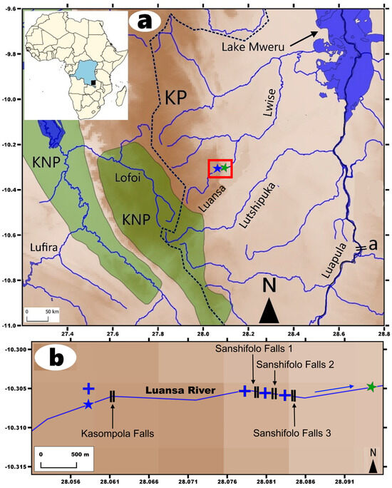 Two New Shellear Species (Gonorhynchiformes: Kneriidae), from the ...