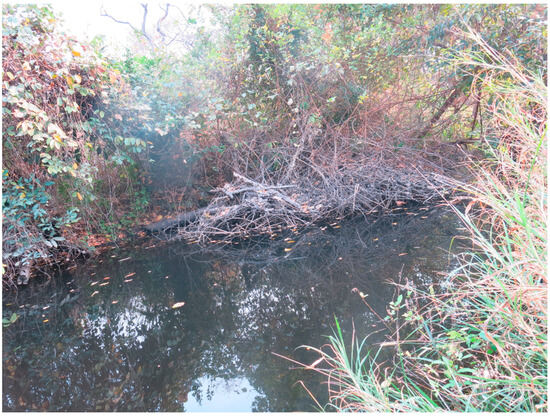 Two New Shellear Species (Gonorhynchiformes: Kneriidae), from the ...