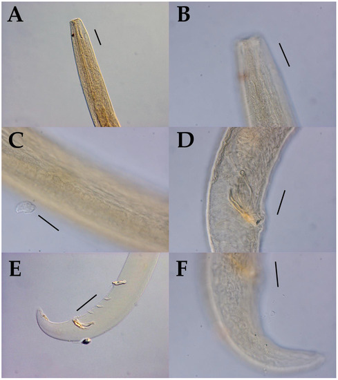 Two Species of the Family Cyatholaimidae (Nematoda: Chromadorida) from ...