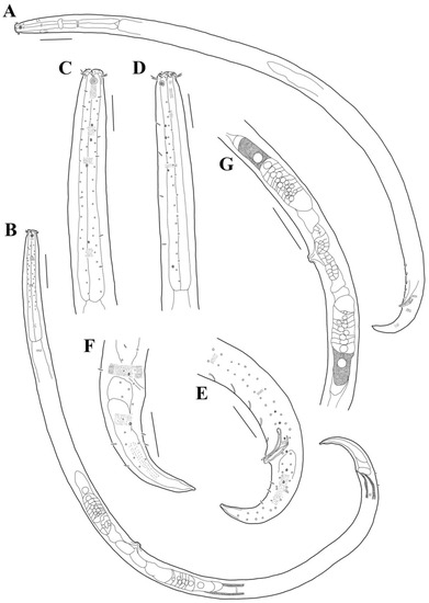 Two Species of the Family Cyatholaimidae (Nematoda: Chromadorida) from ...