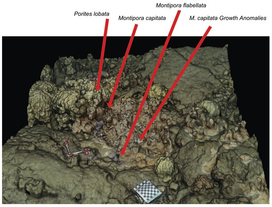 Molecular Cartography of a Hawaiian Coral Assemblage