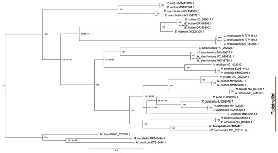 The Complete Mitochondrial Genome of Glischropus bucephalus ...