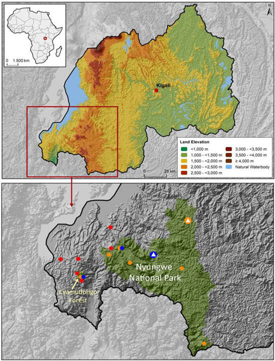 A New Miniature Species of Arthroleptis (Anura: Arthroleptidae) from ...