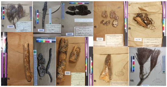 Diversity | Free Full-Text | Fungal Diversity and Distribution in the Biodiversity Hotspots of ...