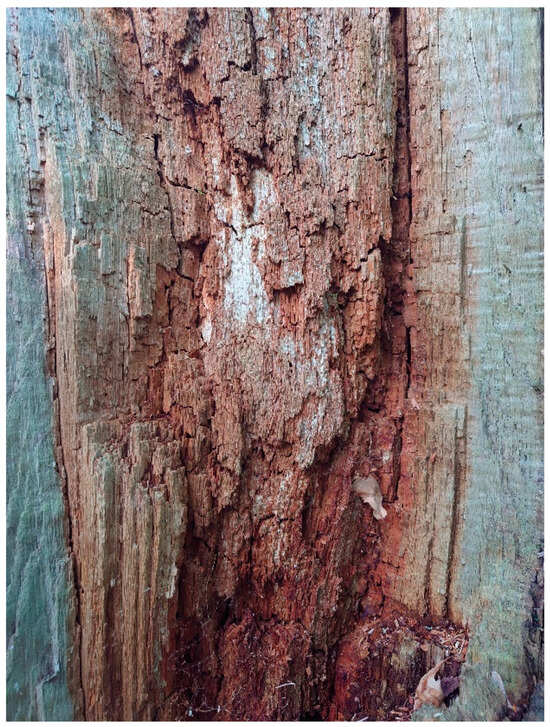 The Release and Spread of Basidiospores of Red-Listed Wood-Decay Fungus ...