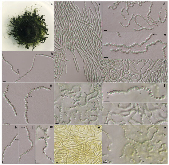 Discovery of Cyanobacteria Associated with Cycads and Description of ...