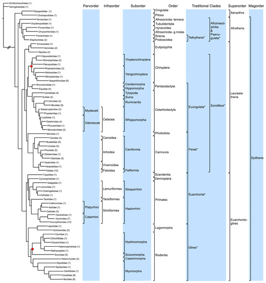 Gamete Recognition Gene Divergence Yields a Robust Eutherian Phylogeny ...