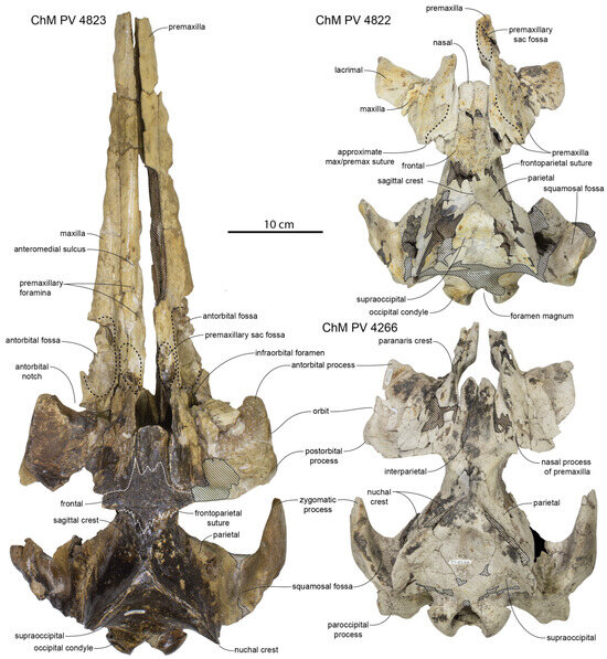 New Skeletons of the Ancient Dolphin Xenorophus sloanii and Xenorophus ...