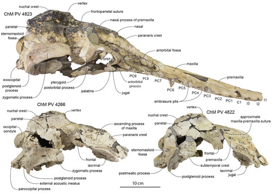New Skeletons of the Ancient Dolphin Xenorophus sloanii and Xenorophus ...
