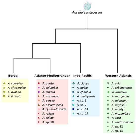 Reconstructing the Biogeographic History of the Genus Aurelia Lamarck ...