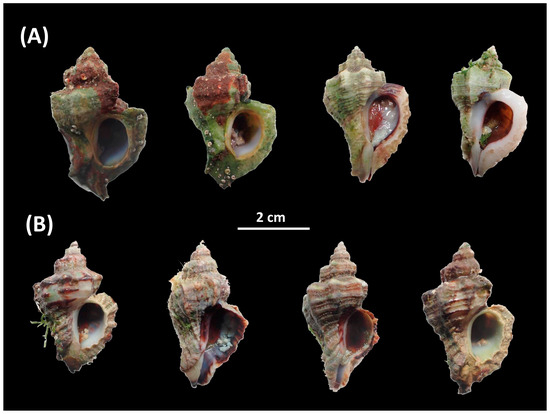 New Data on Exotic Muricid Species (Neogastropoda: Muricidae) from Spain Based on Integrative ...