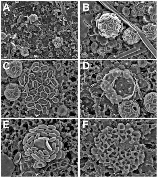 Coccolithophore Distribution in the Western Black Sea in the Summer of 2016