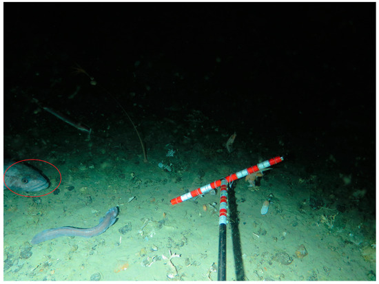 Species Diversity and Community Structure of Macrobenthos in the ...