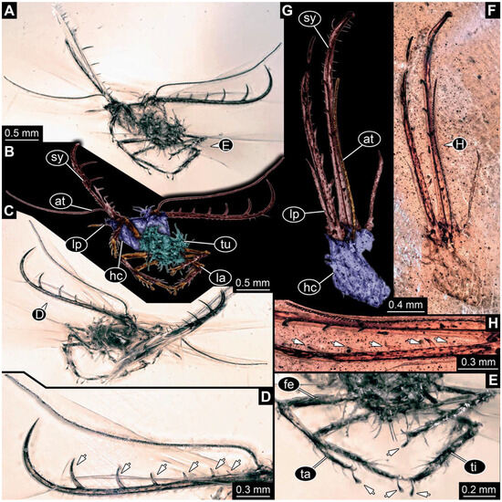 The Diversity of Larvae with Multi-Toothed Stylets from About 100 ...