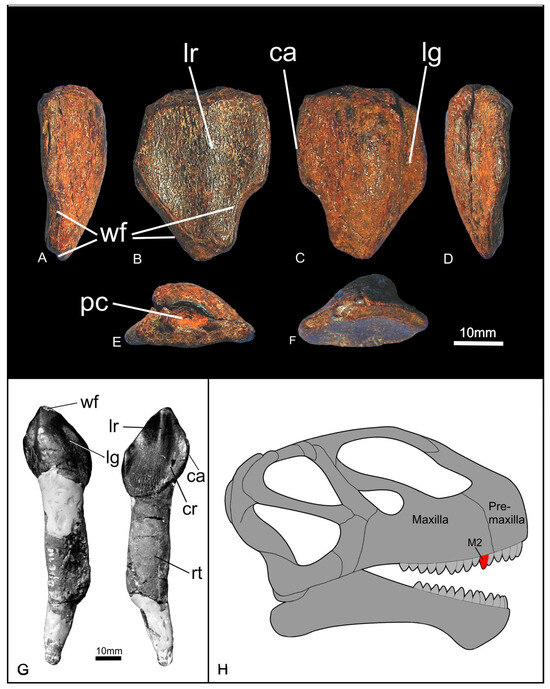 A Turiasaurian (Dinosauria, Sauropoda) Tooth from the Pliensbachian ...