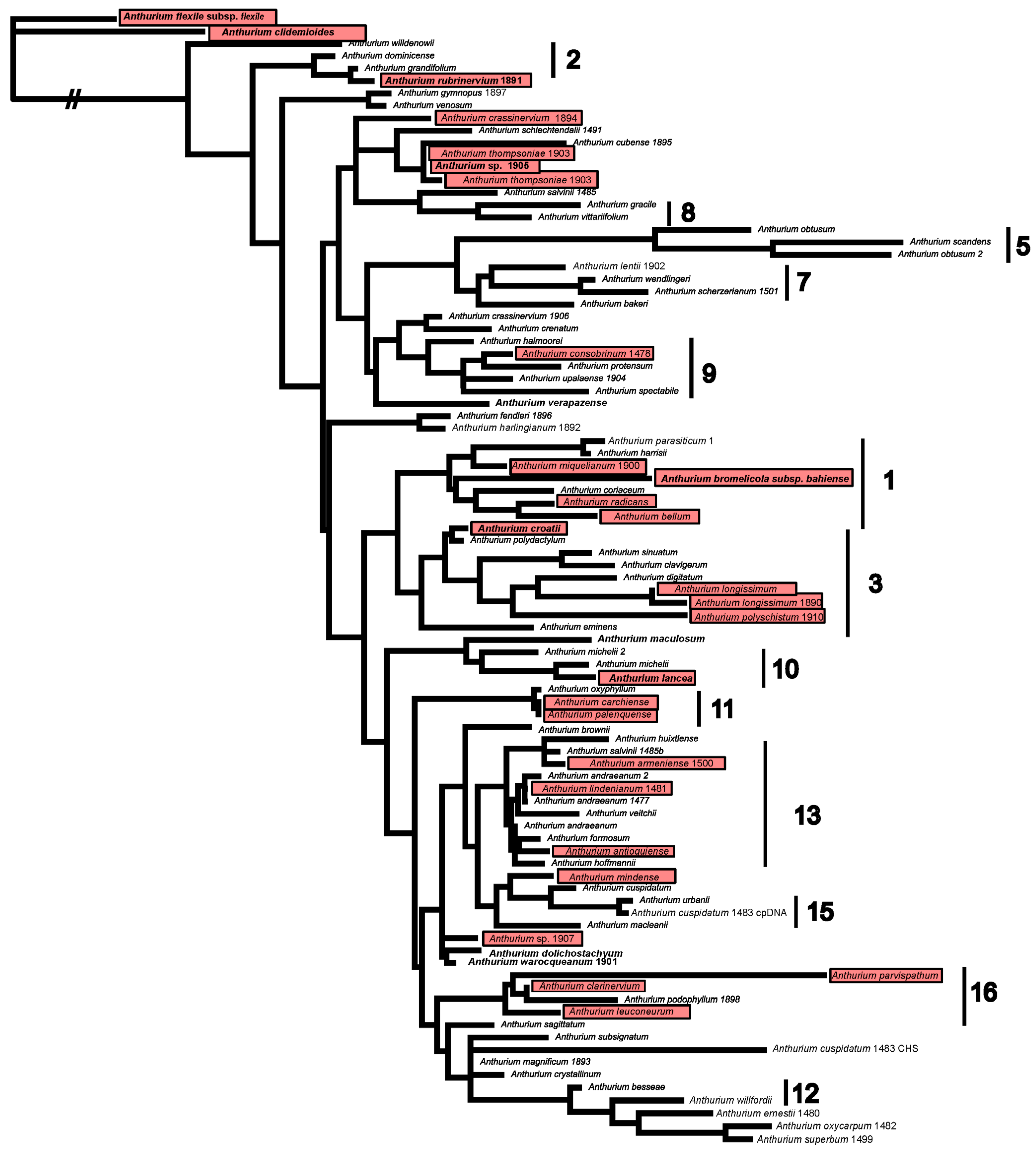 The Velamen Radicum Is Common in the Genus Anthurium, Both in the Epiphytic and Terrestrial Species