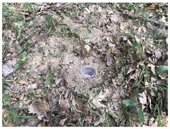 Coverings on Pitfall Traps Influence the Abundance of Ground-Dwelling ...