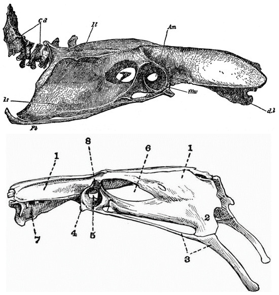 The Avian Acetabulum: Small Structure, but Rich with Illumination and ...