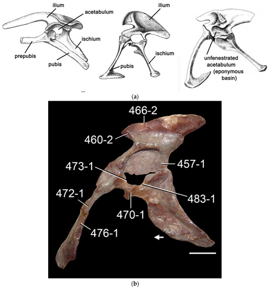 The Avian Acetabulum: Small Structure, but Rich with Illumination and ...