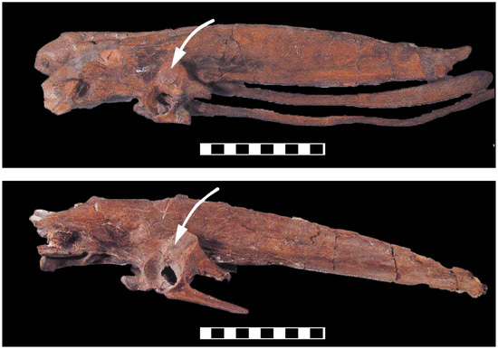 The Avian Acetabulum: Small Structure, but Rich with Illumination and ...