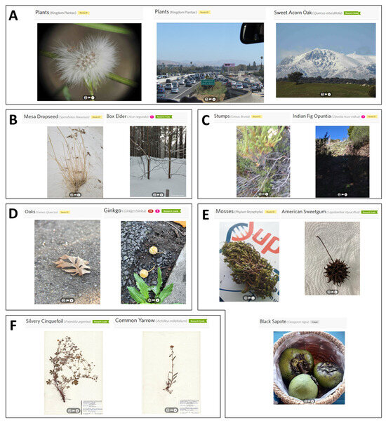 Diversity | Free Full-Text | Strengths and Challenges of Using iNaturalist in Plant Research ...