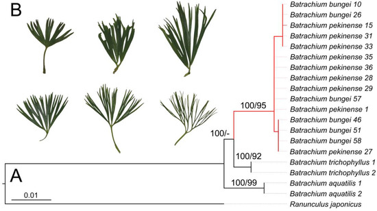 Reappraisal of the Identity of Batrachium pekinense (Ranunculaceae) and ...