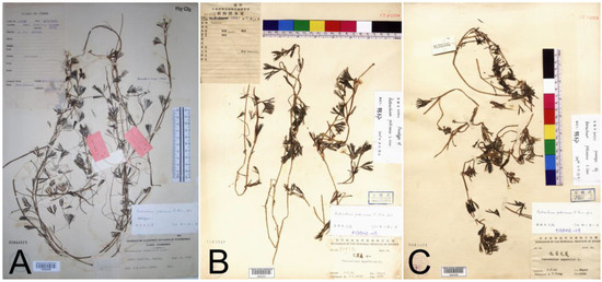 Reappraisal of the Identity of Batrachium pekinense (Ranunculaceae) and ...