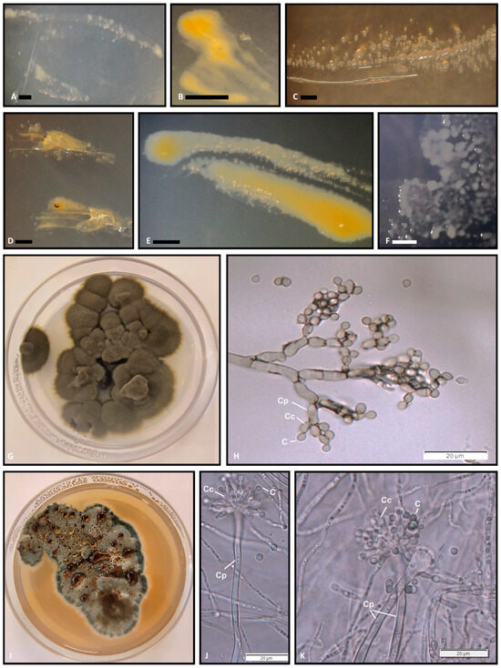 A Survey of Bacteria and Fungi Associated with Leaves, Rhizophylls, and ...