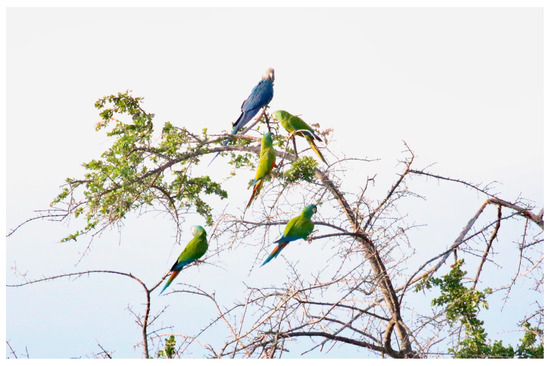 Reintroduction of the Extinct-in-the-Wild Spix’s Macaw (Cyanopsitta ...