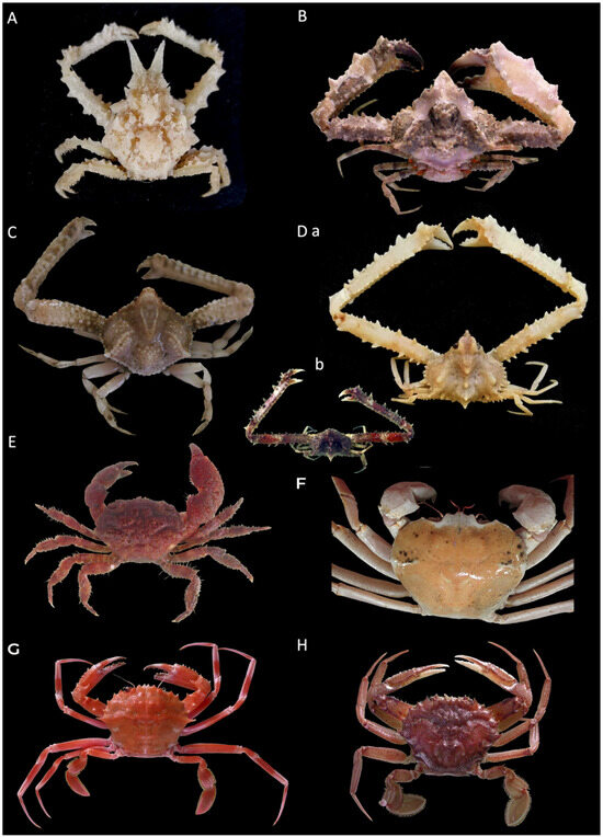 Marine Crabs of Guinea-Bissau, with Emphasis on the Deep Fauna ...